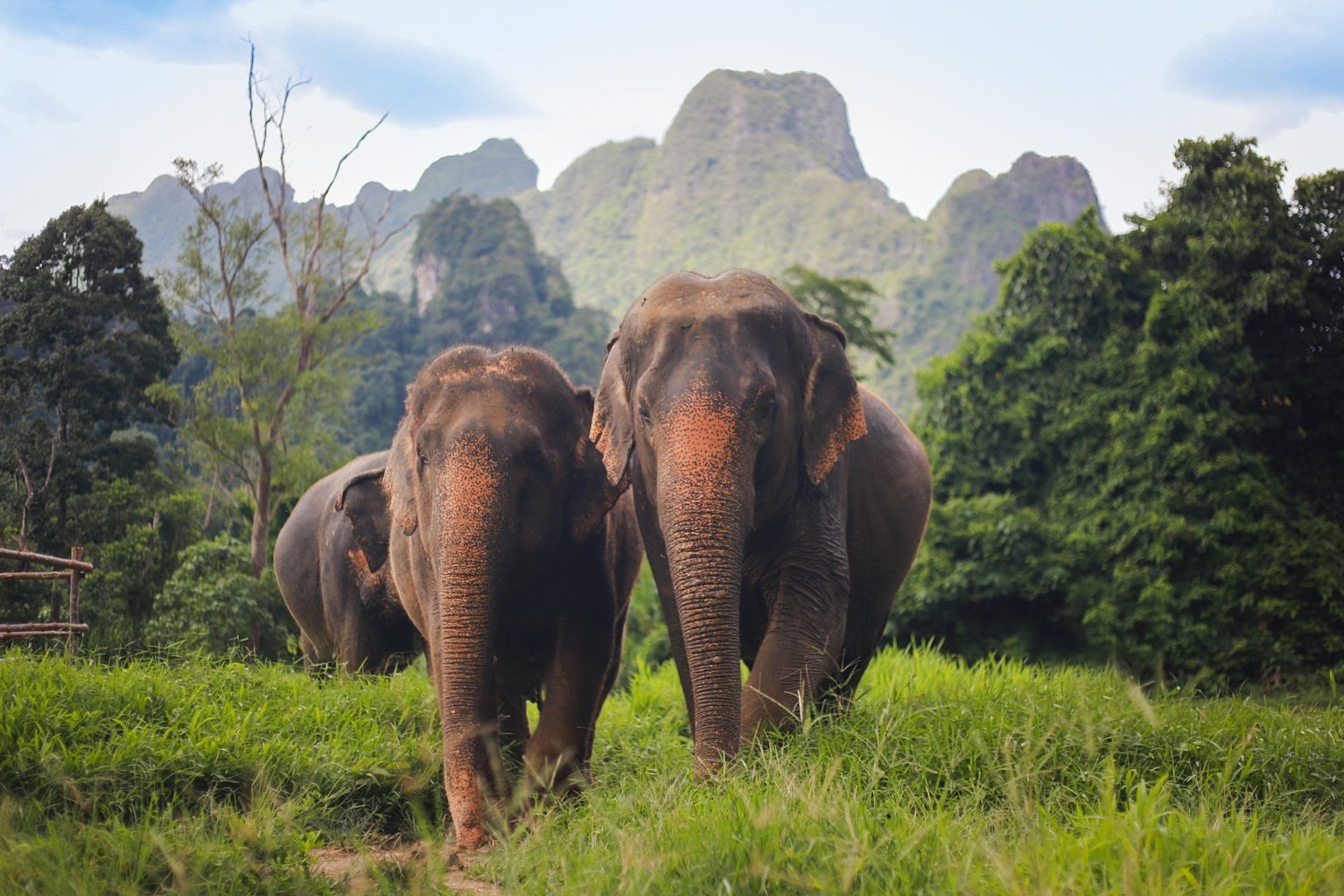 Les meilleures choses à faire dans le parc national de Khao Sok - Thai ...